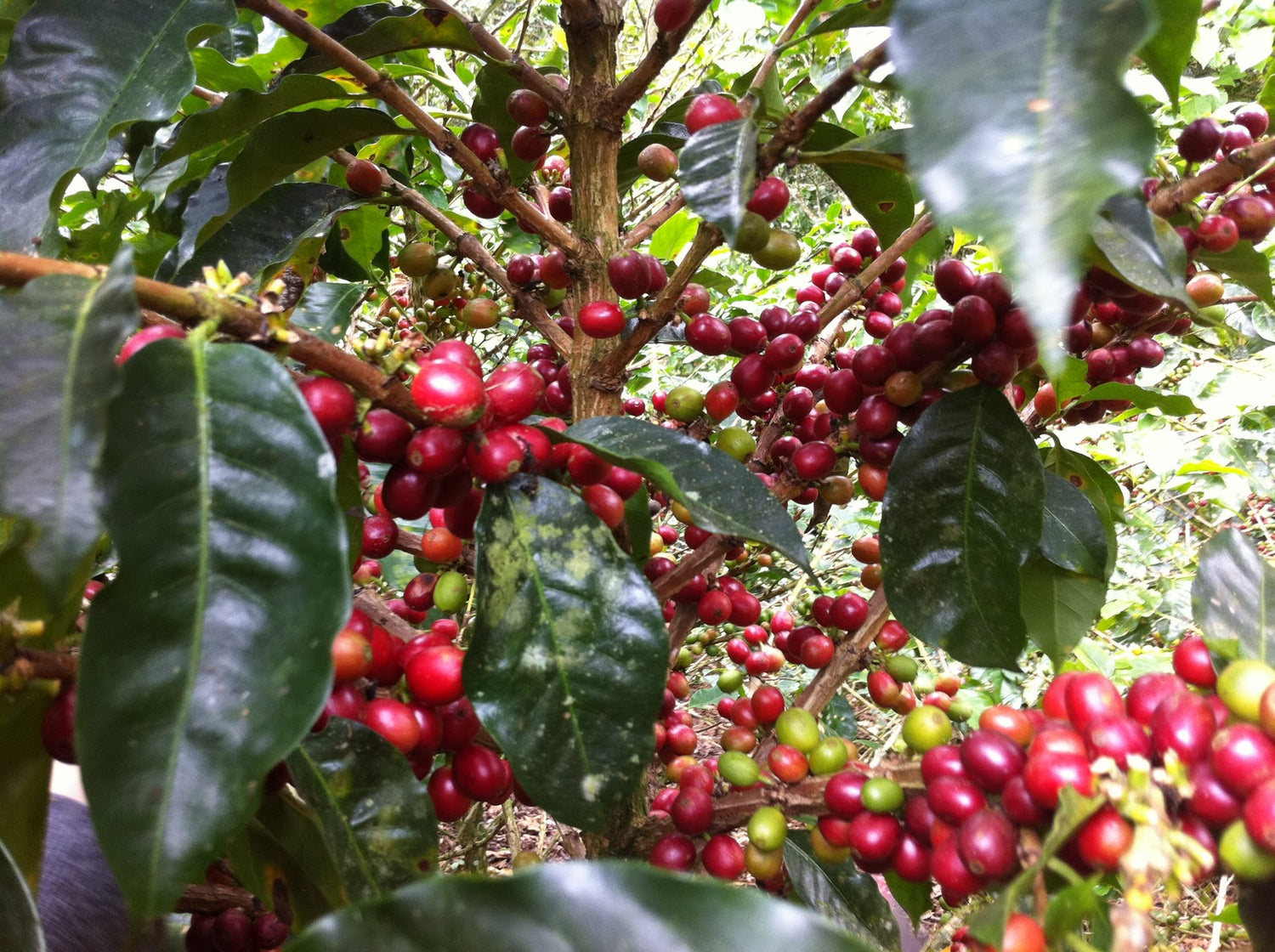 Aroma Coffee Roasters · Atomic Leg Kick · Be WellBrewed™